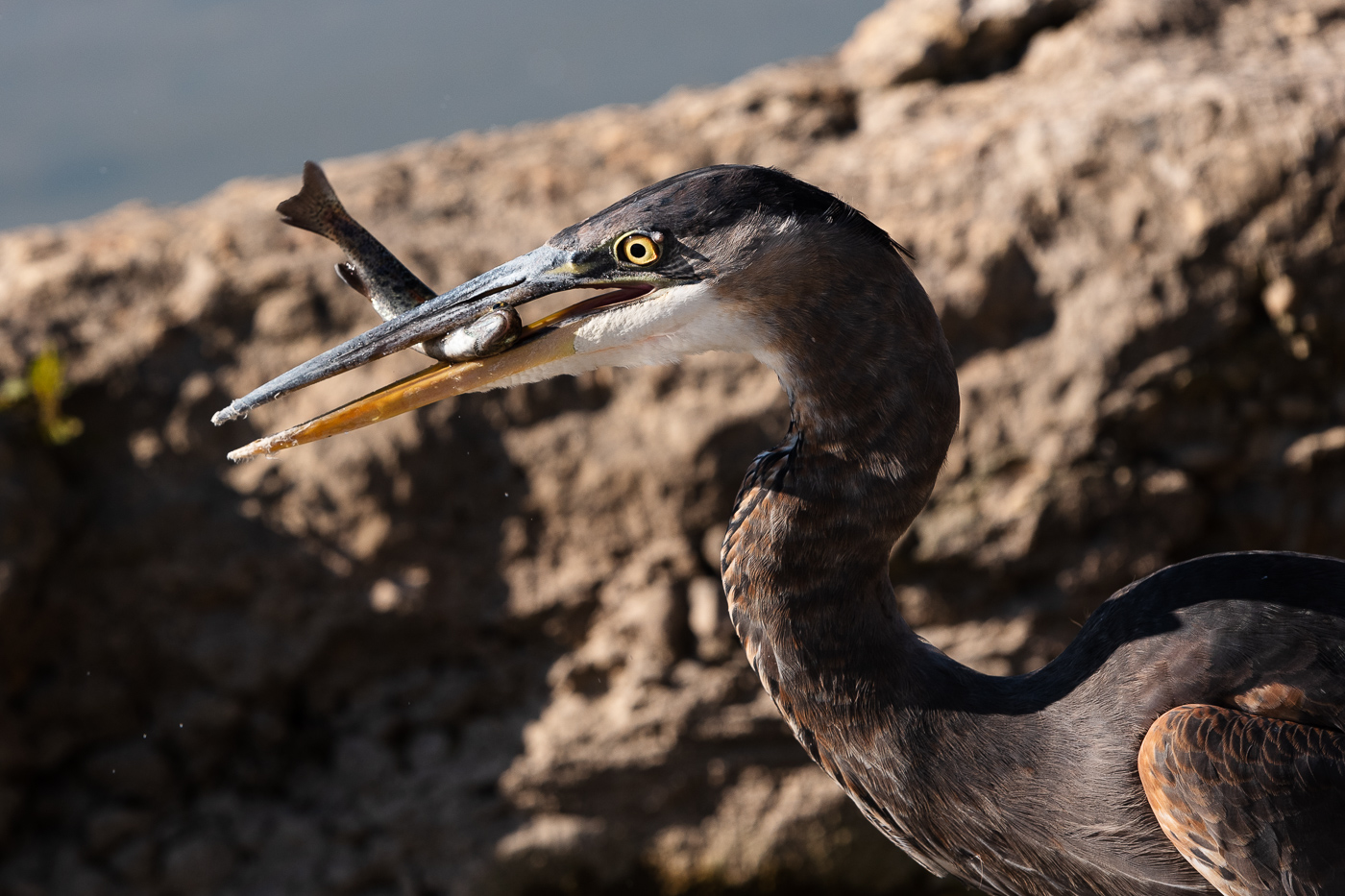 Flora and Fauna - Chicago Lakefront
